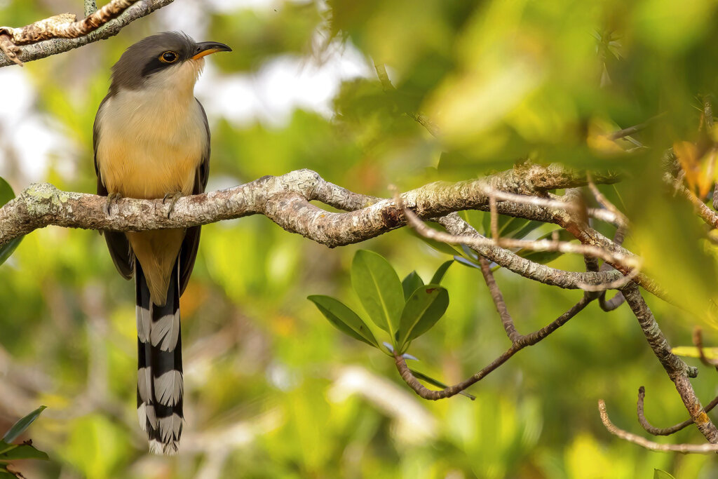At 25, Backyard Bird Count shows power of citizen science | News ...